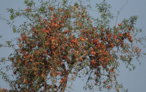 rohida flowers pollination sunbird nectar robber sunbird