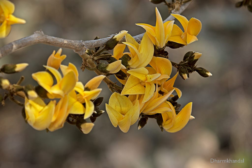 राजस्थान में पीले पुष्प वाले पलाश