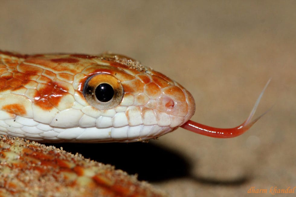 Gallery - Rajasthan Biodiversity Network