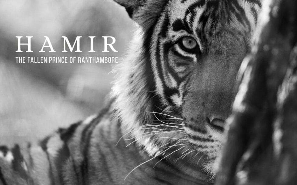 Hamir - The Fallen Prince of Ranthambhore