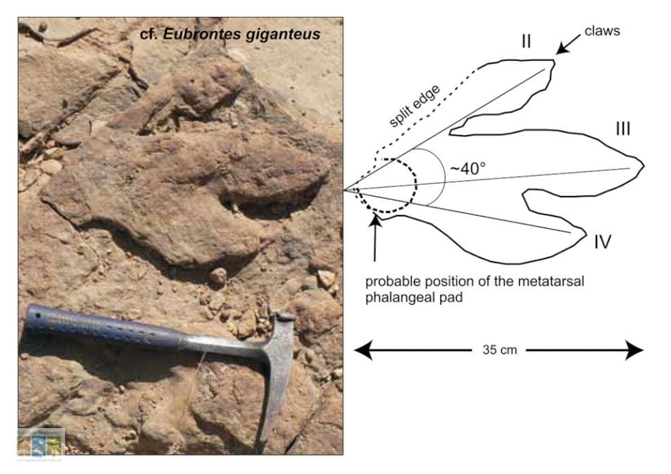 Grallator tenuis Archives - Rajasthan Biodiversity Network