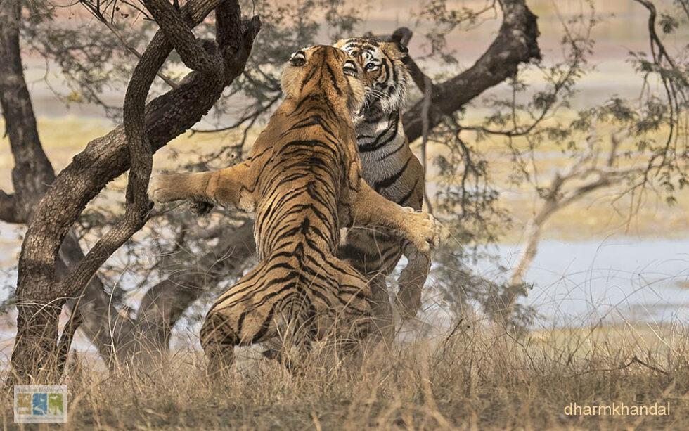Tiger Gold: A Brand New Book on the Tigers of Ranthambhore by Mr ...