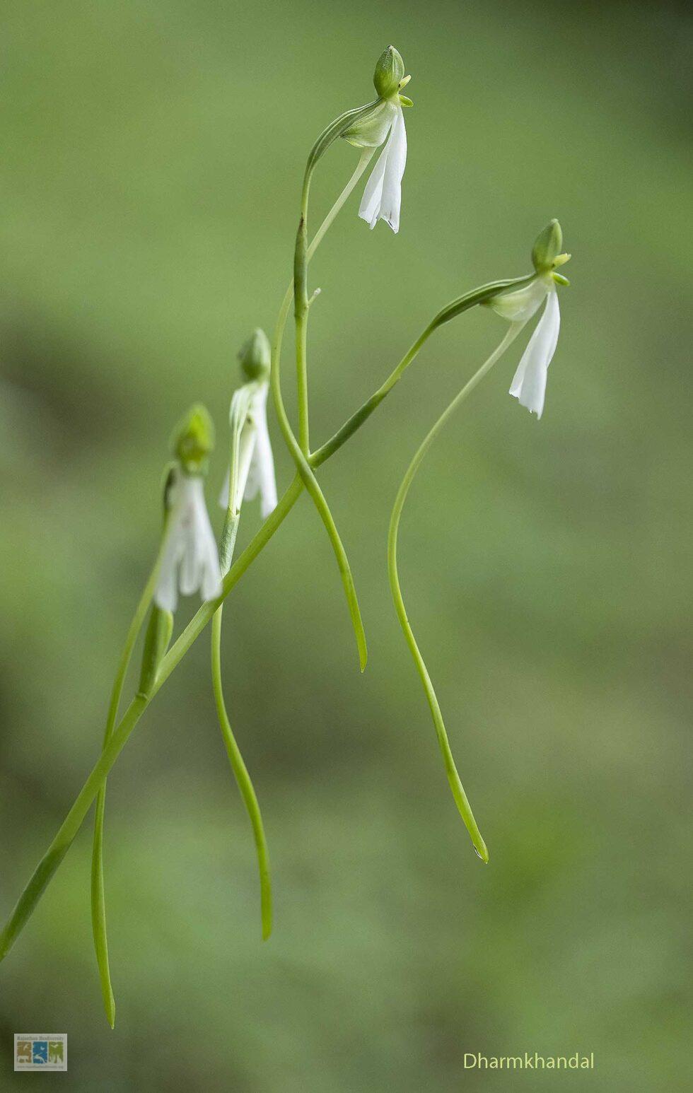 Flora Archives - Rajasthan Biodiversity Network