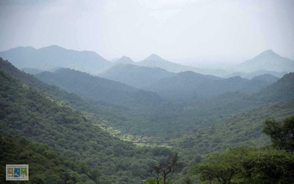 टॉडगढ़ रावली वन्यजीव अभ्यारण्य
