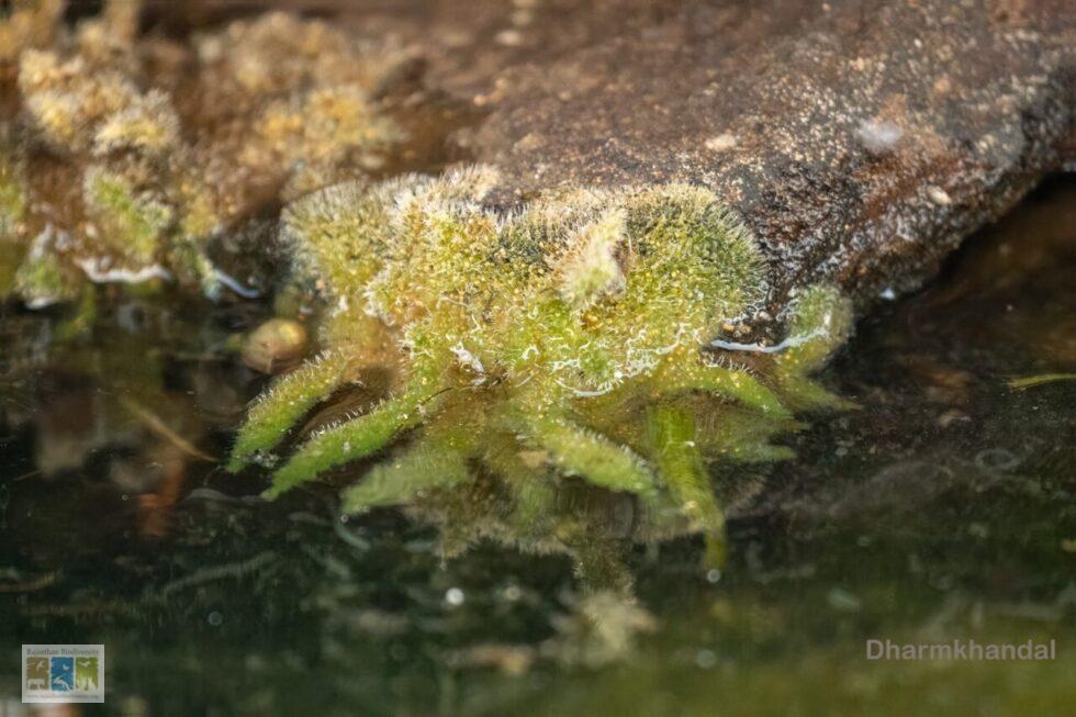 A Living Filter: The Role of Freshwater Sponges in Aquatic Ecosystems ...