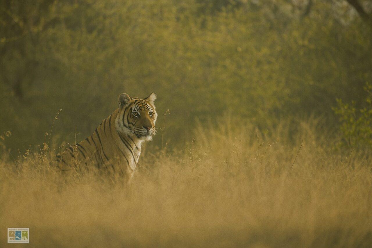 Colour Vision: A Unique Experience for Every Creature - Rajasthan ...